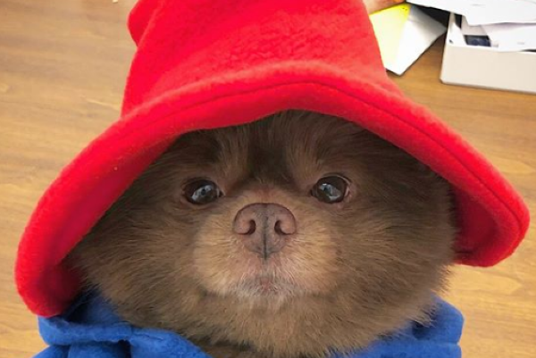 Paddington Bear comes to life through a Pomeranian dog
